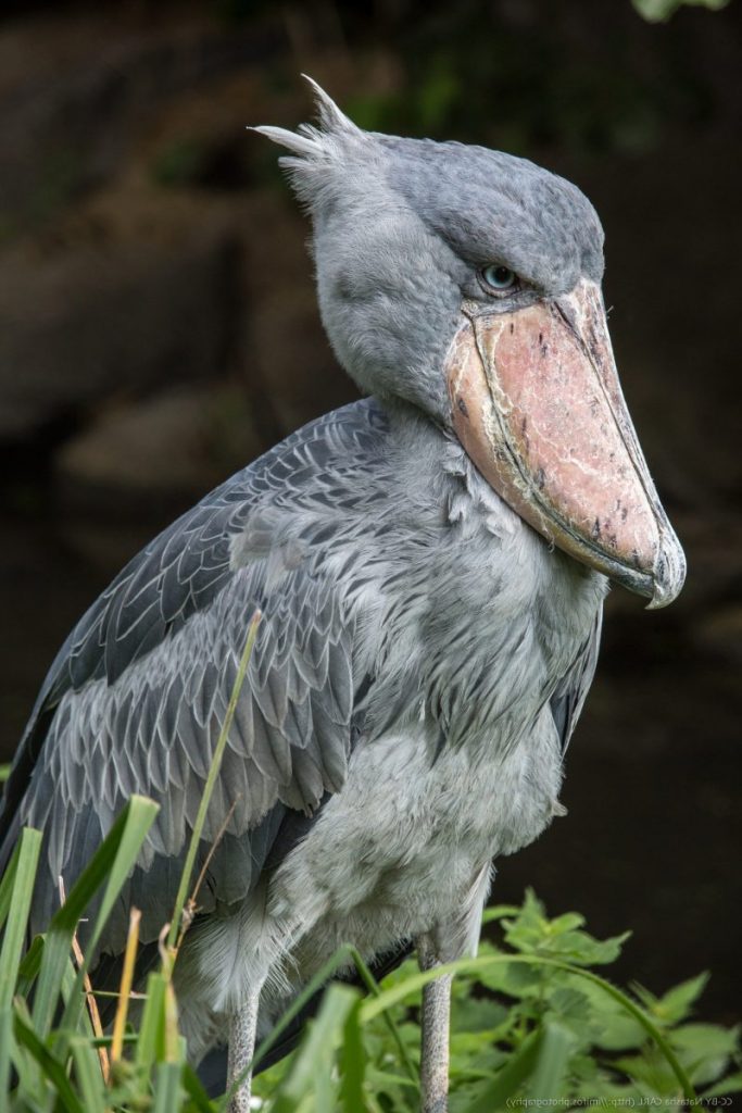 Conoce 13 de los animales más curiosos del mundo, el último es bastante ...