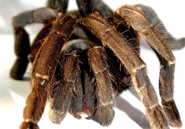 Lista de animales más venenosos del mundo