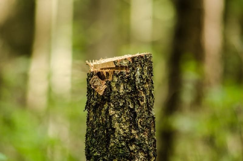 Qué es la deforestación
