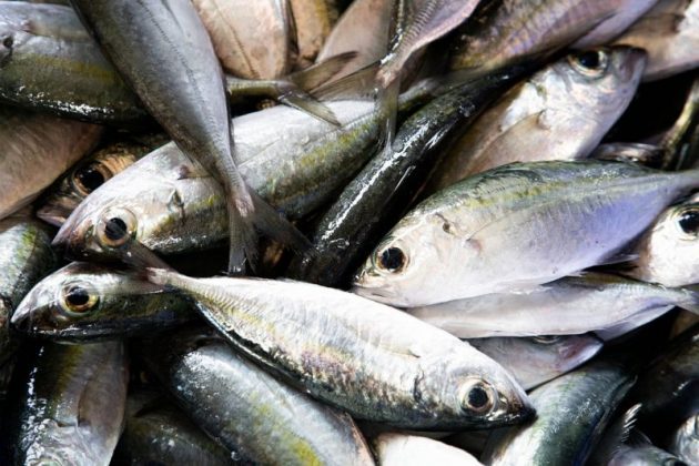 Qué es la bioacumulación