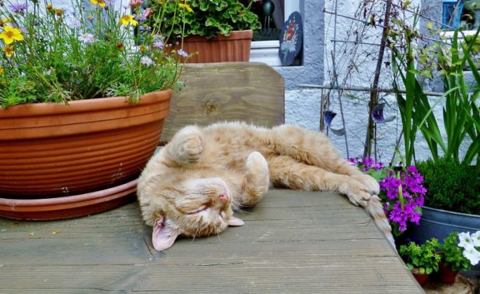 Conoce a los 10 animales más dormilones: el penúltimo te sorprenderá mucho