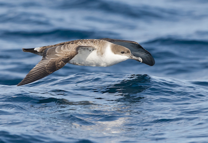 Proteger las aves marinas en alta mar es una imperiosa necesidad