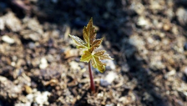 La aforestación neutraliza el pH del suelo