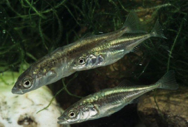 La conformidad supera el riesgo en peces sociales