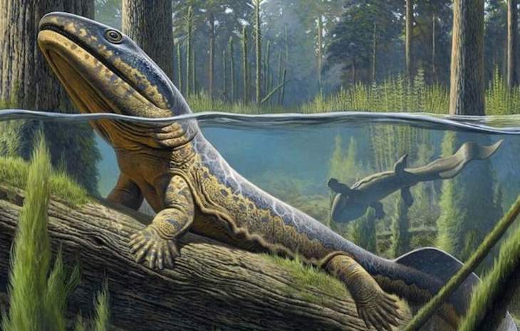 El origen de las vértebras en los anfibios