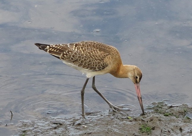 El color del plumaje de las aves depende de la forma en que vibran sus ...