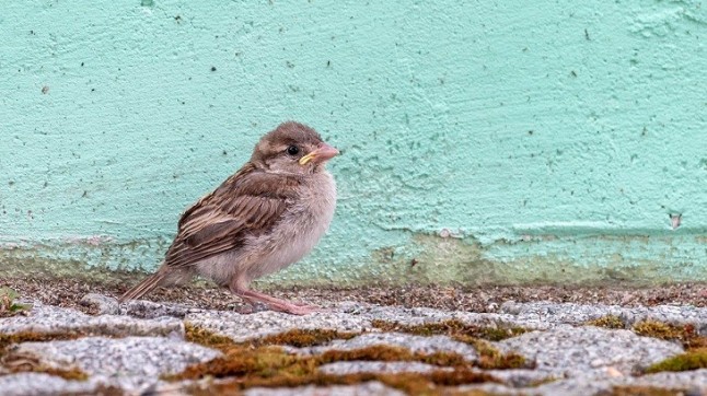 Si encuentro un pollito de ave caído de un nido, qué debo hacer