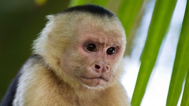 Panamá: Monos dan signos de haber iniciado su propia Edad de Piedra