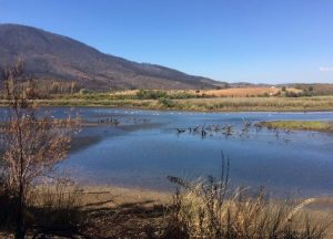 Sumideros naturales de CO2 contra el cambio climático