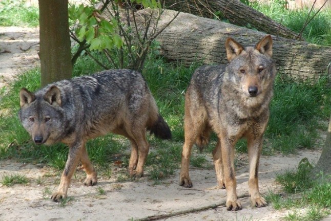 El programa LIFE del lobo considera necesaria la recuperación de la ...