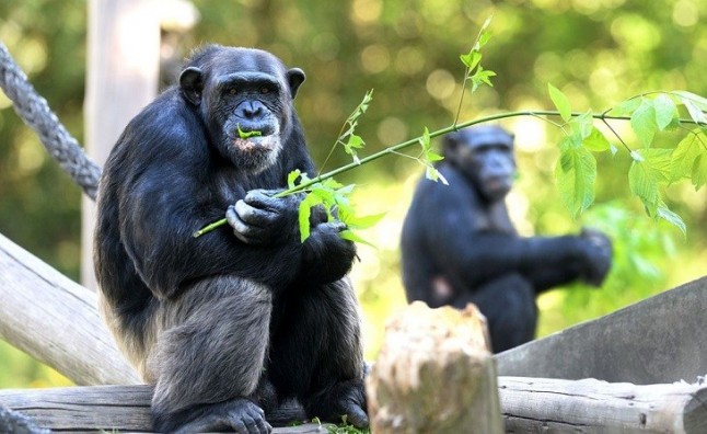 Por una ley decente para la Grandes Simios