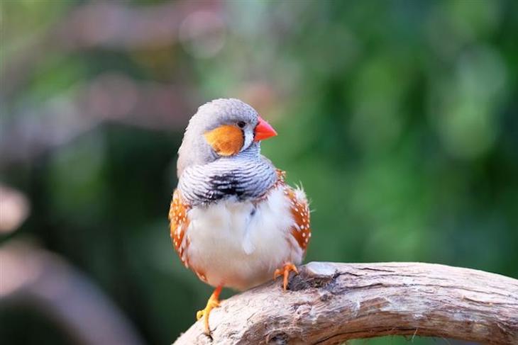 La intensidad del color rojo en las aves para buscar pareja depende de ...
