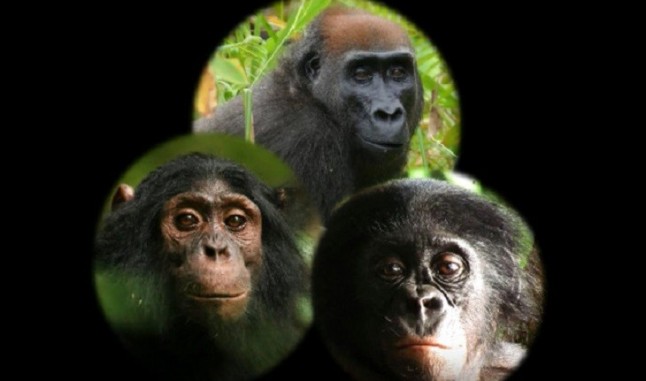No te puede perder el video de estos chimpancés, gorilas y bonobos ante ...