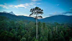 Conoce el árbol tropical que sobrepasa los 100 metros de altura
