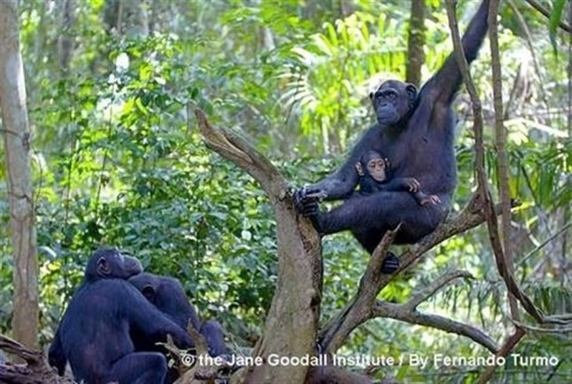 Wounda, la chimpancé liberada por Jane Goodall será ‘mama’