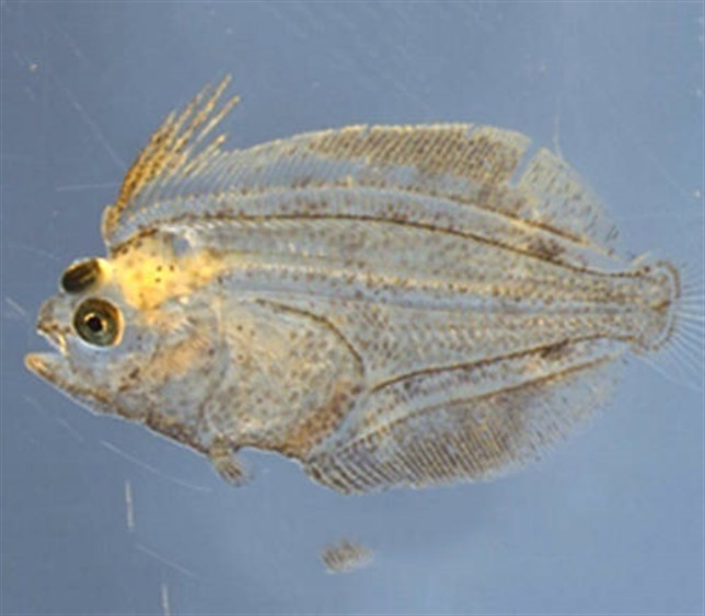 Qué sabes de los peces planos