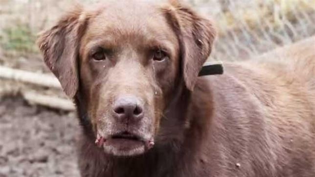 Conoce la historia del perro robado que se reencontró con su familia ...