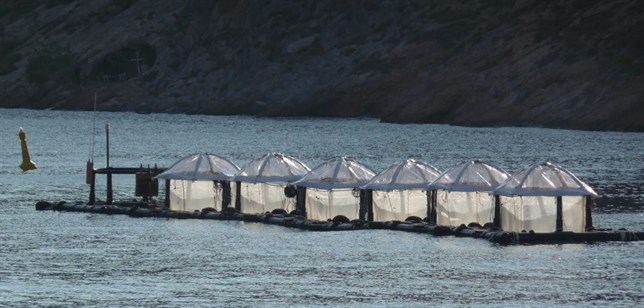 Hyoliths, extrañas criaturas marinas que se desarrollaron hace más de ...