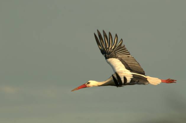 Las cigüeñas no emigran en invierno si tienen comida cerca de poblaciones