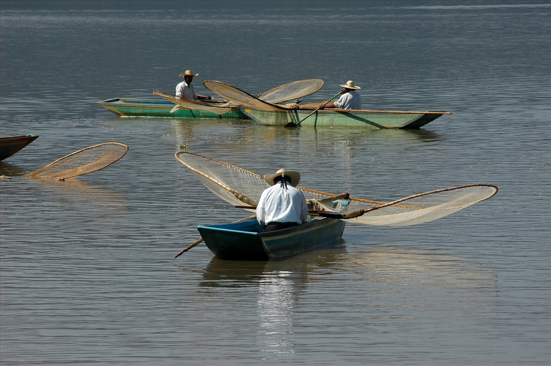 Buscan cultivar comercialmente el pez blanco de Pátzcuaro
