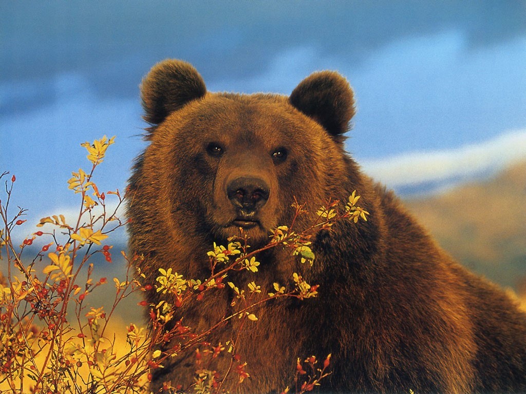 El oso pardo cambia sus hábitos para huir de los humanos