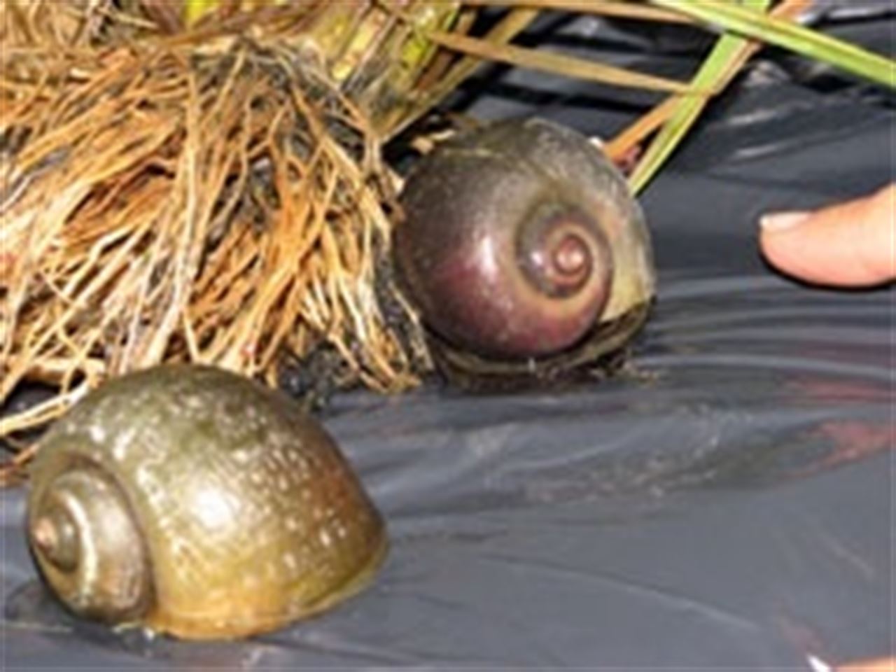 El ‘capón real’ come caracol manzana