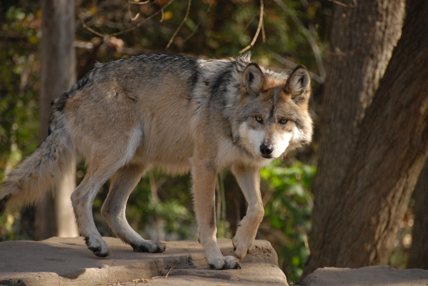 Volverá lobo mexicano a los ecosistemas nacionales