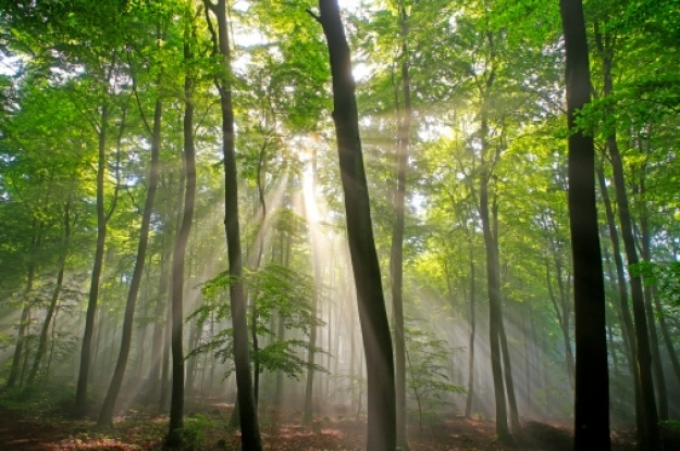 Recursos Forestales, la gestión de los mismos en el curso de ‘referencia’