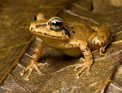 Mascotas invasoras depredan el ambiente mexicano