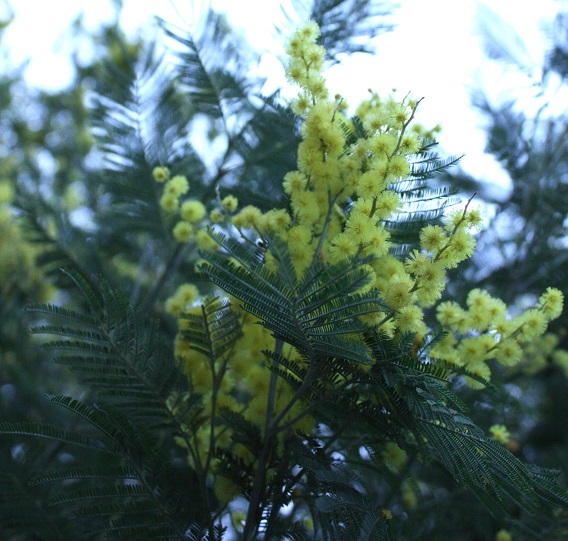 Mimosas una plaga en España