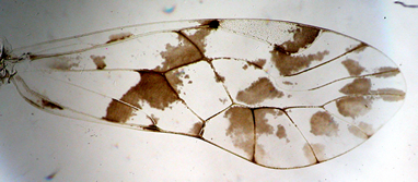 Dos investigadores colombianos descubren un nuevo insecto en el patio ...