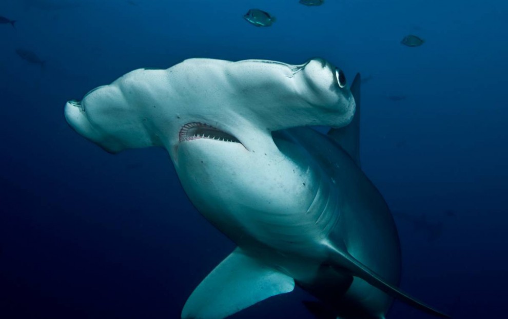 Especies de tiburones como el pez martillo han disminuido en un 99 por ...
