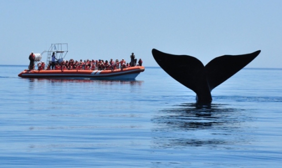 Argentina: Comienza la temporada de avistaje de ballenas en Península ...