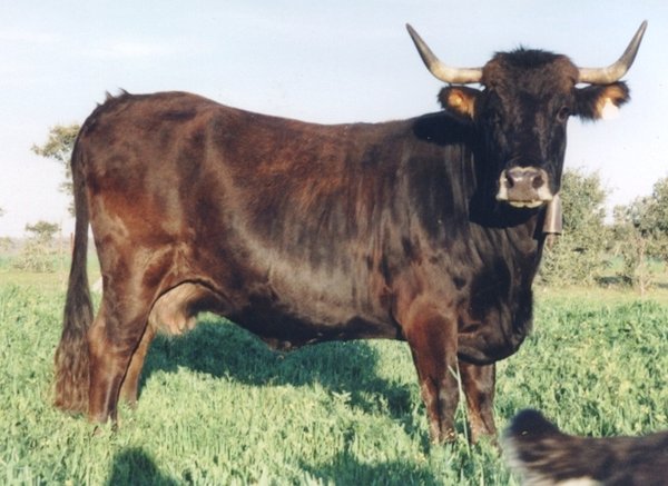 La vaca sayaguesa prospera en la Reserva Biológica Campanarios de Azaba