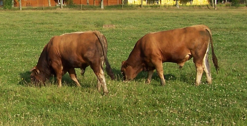 Andalucia apuesta por potenciar el liderazgo del vacuno ecológico en la ...