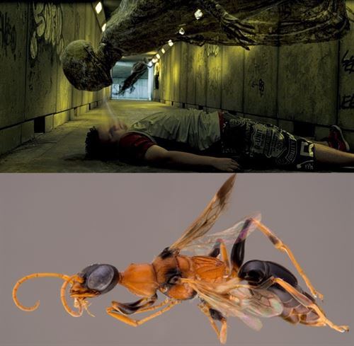 Harry Potter, y una nueva especie de avispa