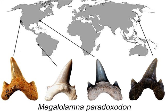 Descrito un nuevo gran tiburón prehistórico