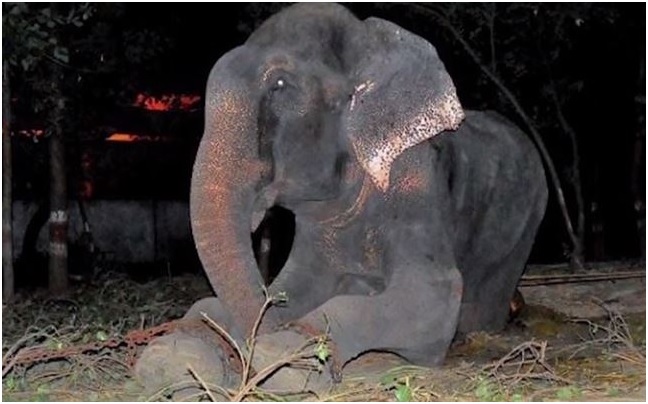 El elefante que vivió 50 años encadenado y maltratado, que lloró tras ...