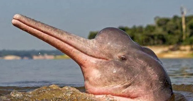 Brasil, descubierta una nueva especie de delfín