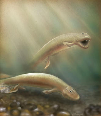 A partir de las aletas traseras de los peces se desarrollaron las patas ...
