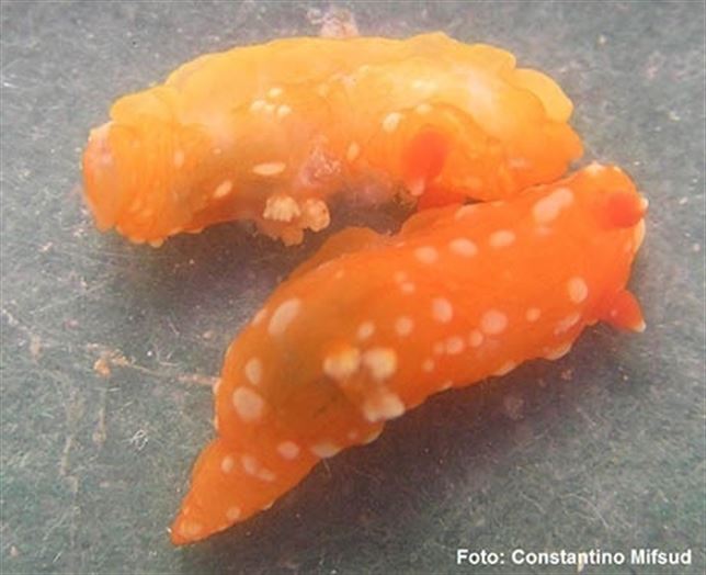 Increíble, a estas alturas descubren una nueva especie de molusco en el ...