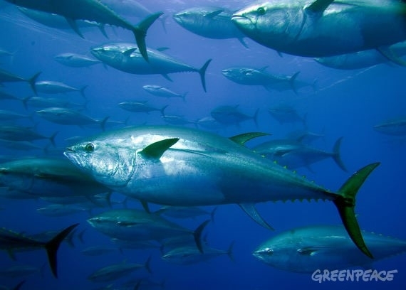 Las marcas de atún y las grandes superficies ‘aprueban’ en la segunda ...