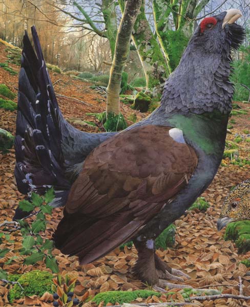 Una hembra adulta de urogallo de los montes de León ingresa en el ...