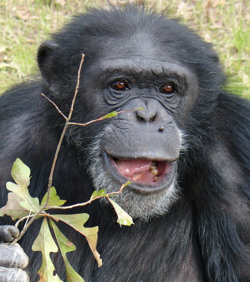 España financia proyectos para grandes simios