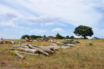 El aprovechamiento sostenible de la madera