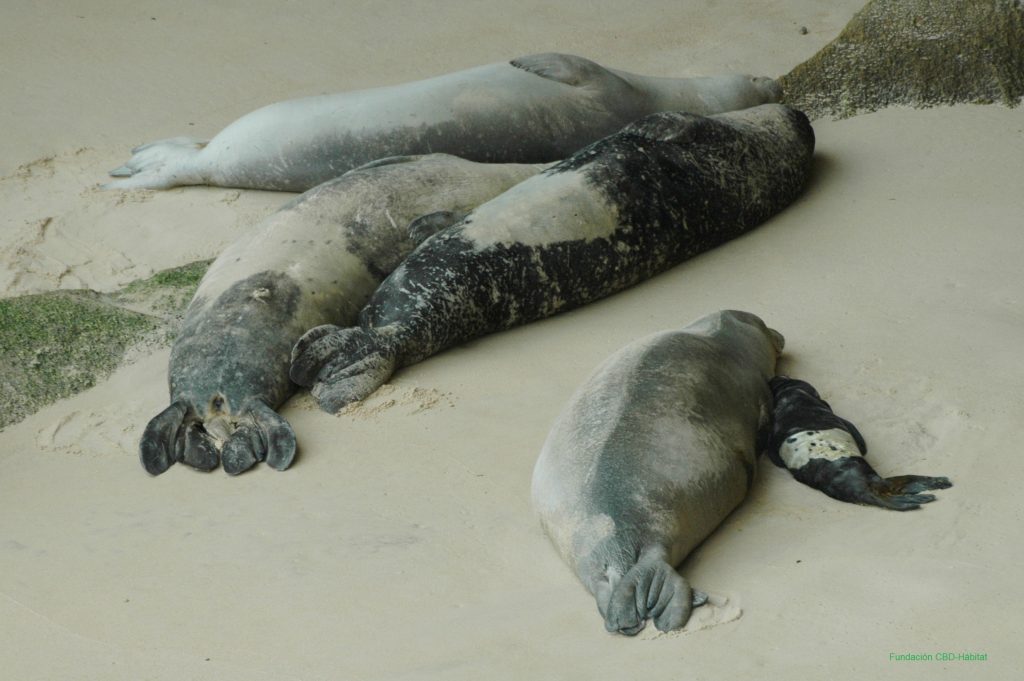 Nace una cría de foca monje del Mediterráneo en una playa