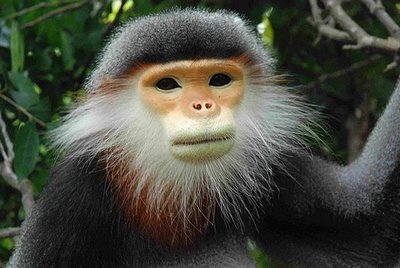 Descubren acentos en función del origen en primates asiáticos
