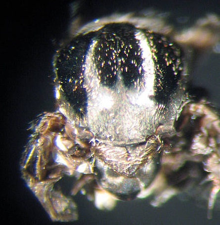 Tres nuevas especies de insectos en Colombia