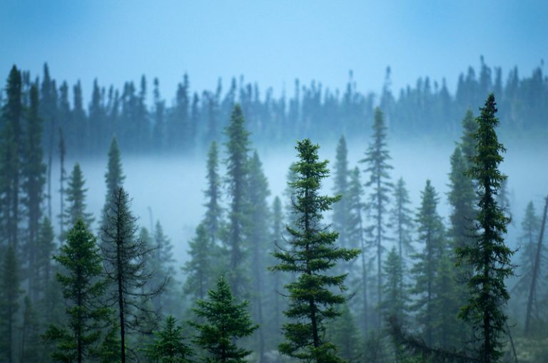 Greenpeace pide evitar los efectos del cambio climático a la taiga, el ...