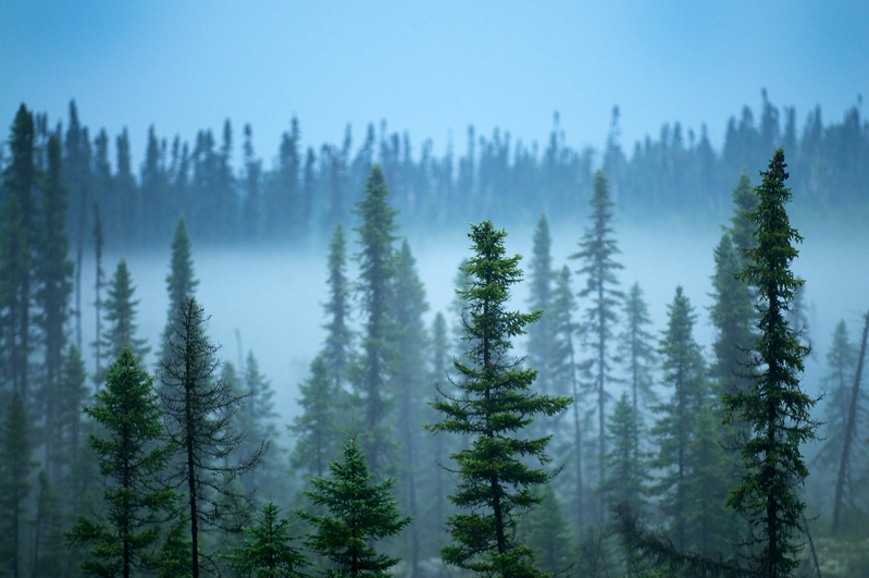 Greenpeace pide evitar los efectos del cambio climático a la taiga, el ...